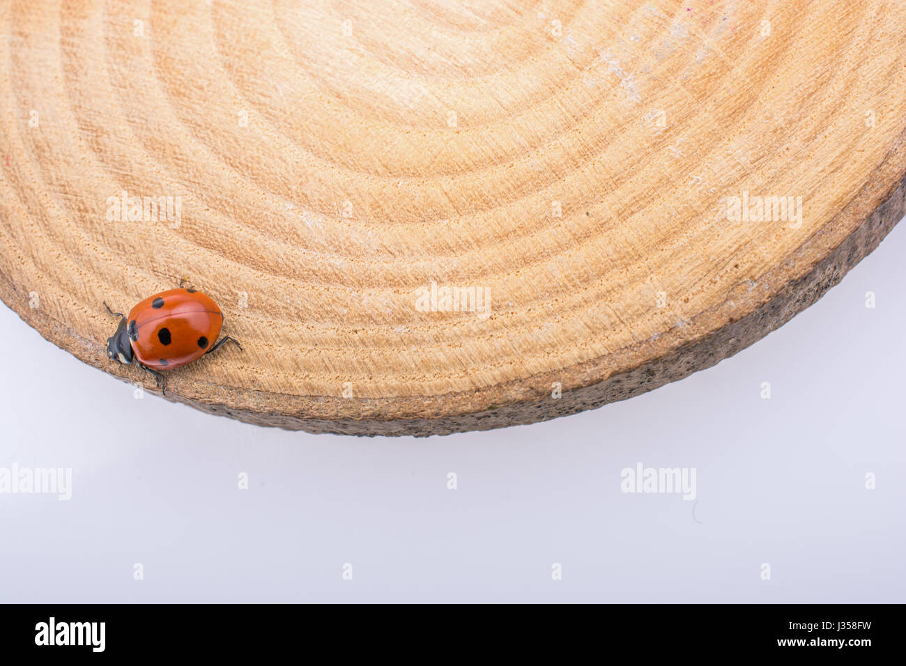 Beautiful photo of red ladybug walking on a piece of wood Stock Photo ...