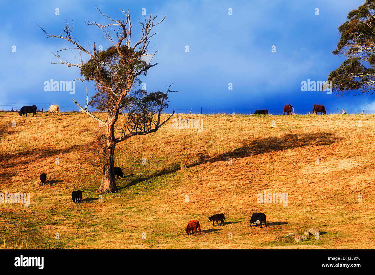 Cattle in farm paddock australia hi-res stock photography and images ...