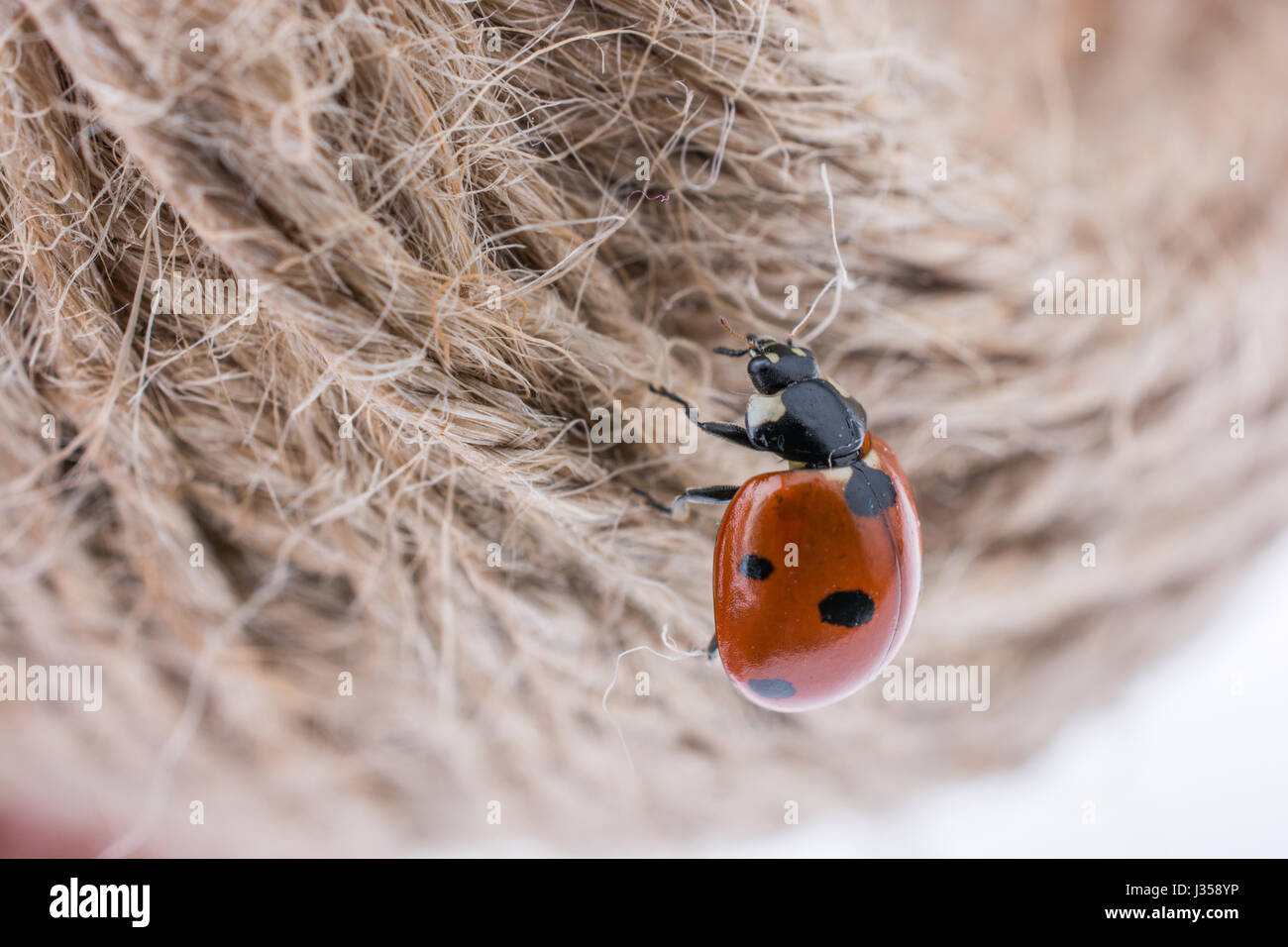 Beautiful photo of red ladybug walking on thread Stock Photo - Alamy