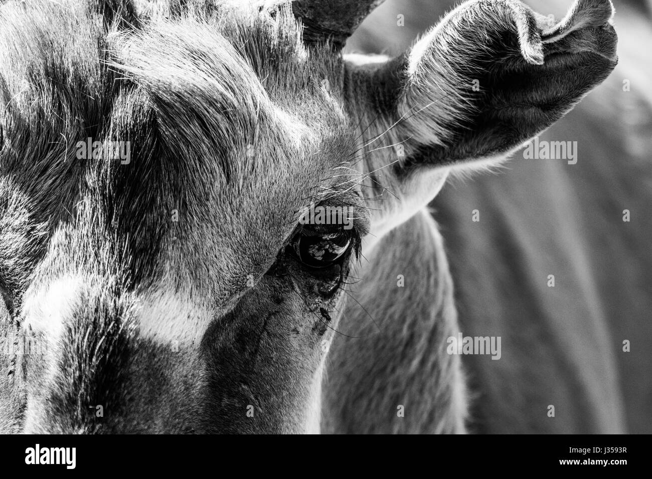 Animales eland hi-res stock photography and images - Alamy