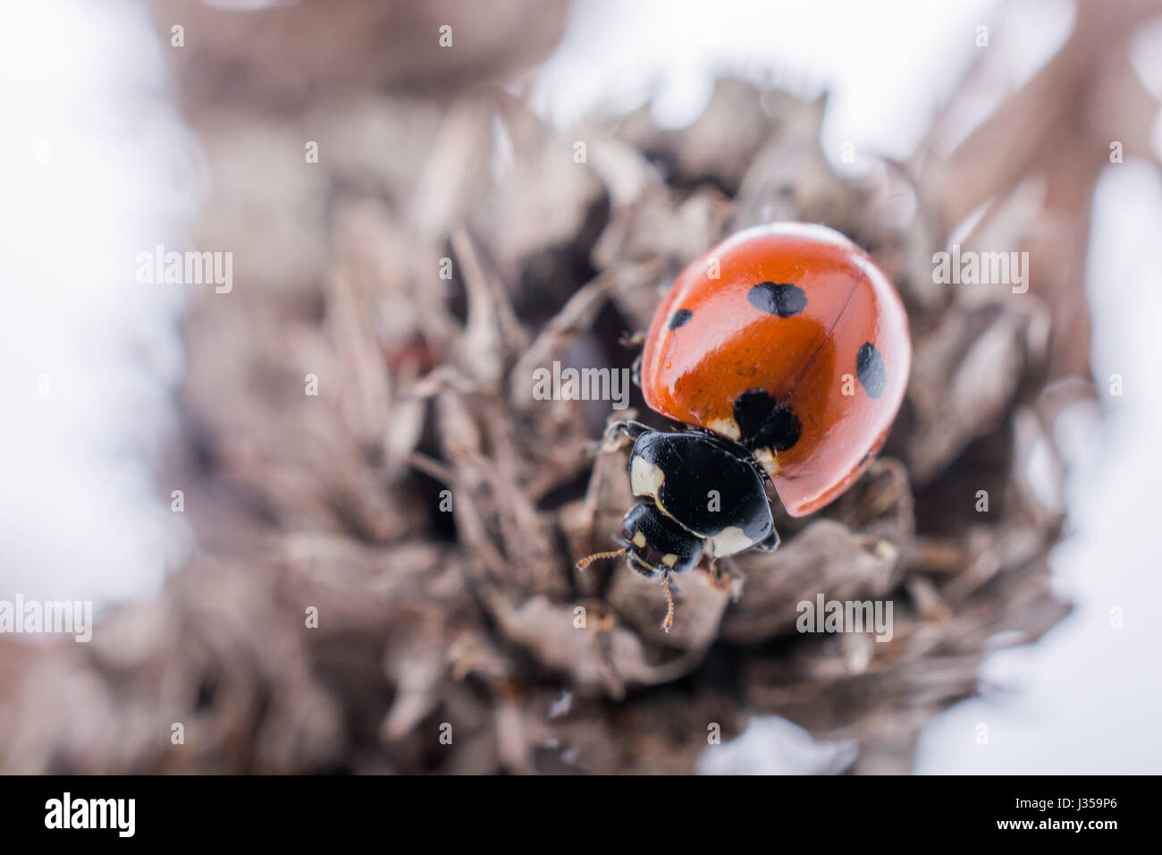 Beautiful photo of red ladybug walking around objects Stock Photo - Alamy