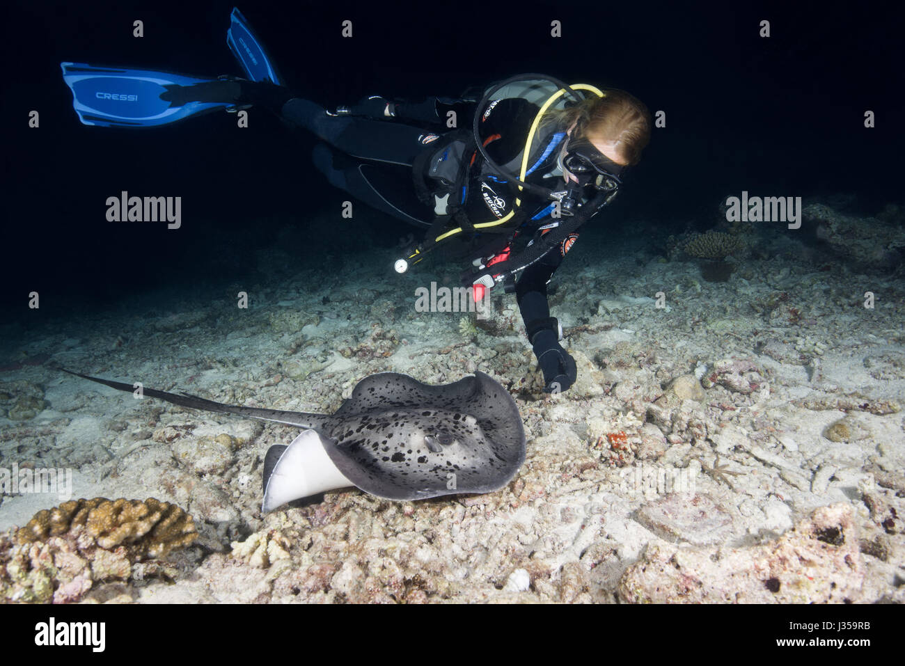 Female scuba diver and Round ribbontail ray (Taeniura meyeni) in the ...