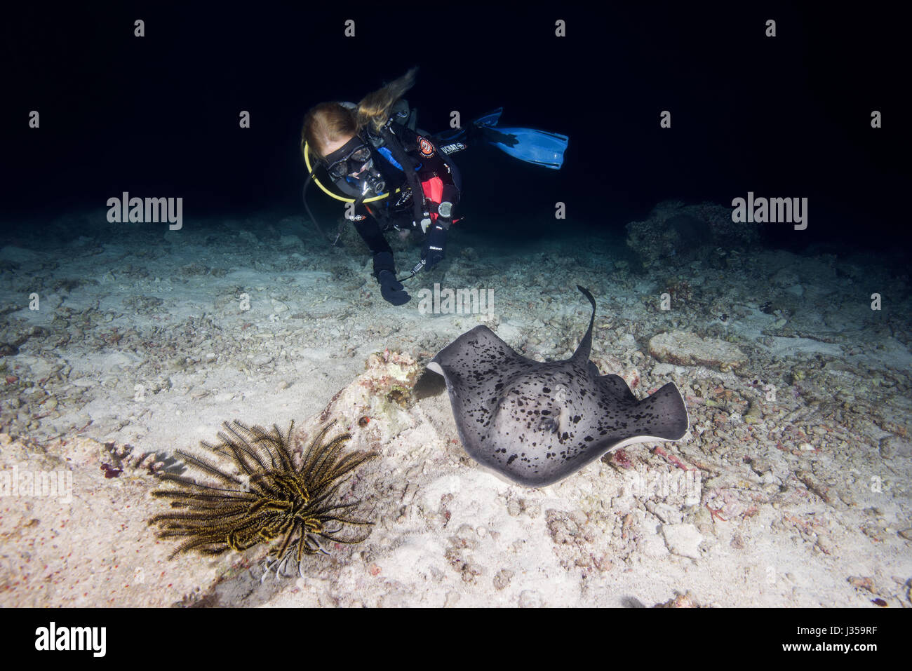 Female scuba diver and Round ribbontail ray (Taeniura meyeni) in the ...
