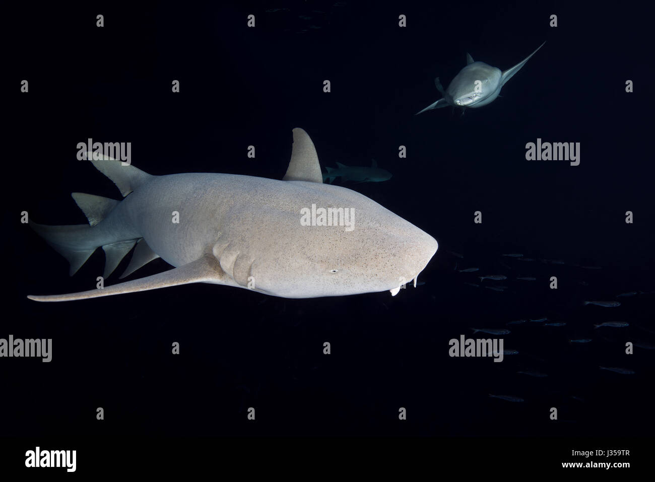 Two tawny nurse shark nebrius ferrugineus hi-res stock photography and ...