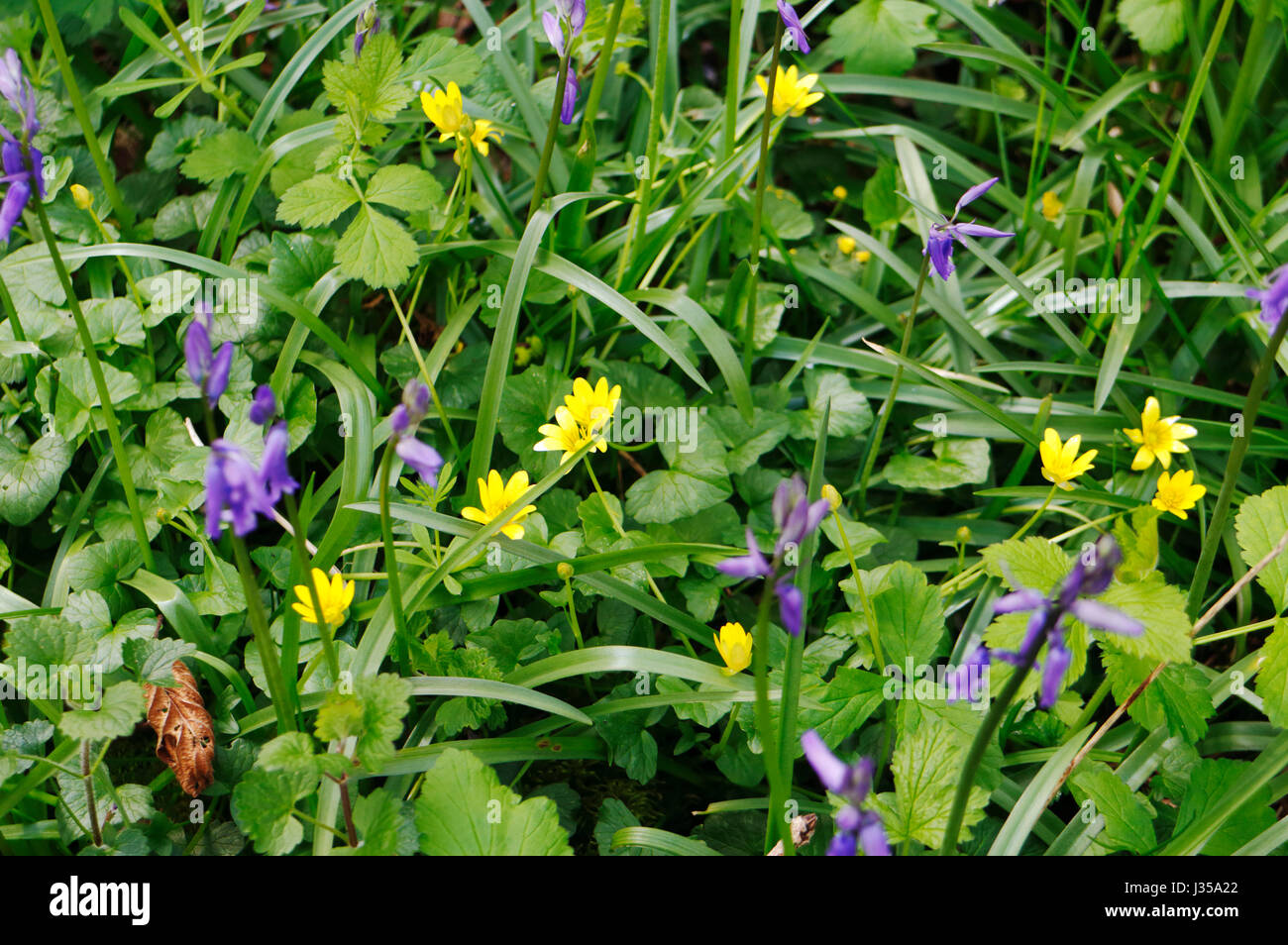 Foxley wood woodland spring norfolk hi-res stock photography and images ...