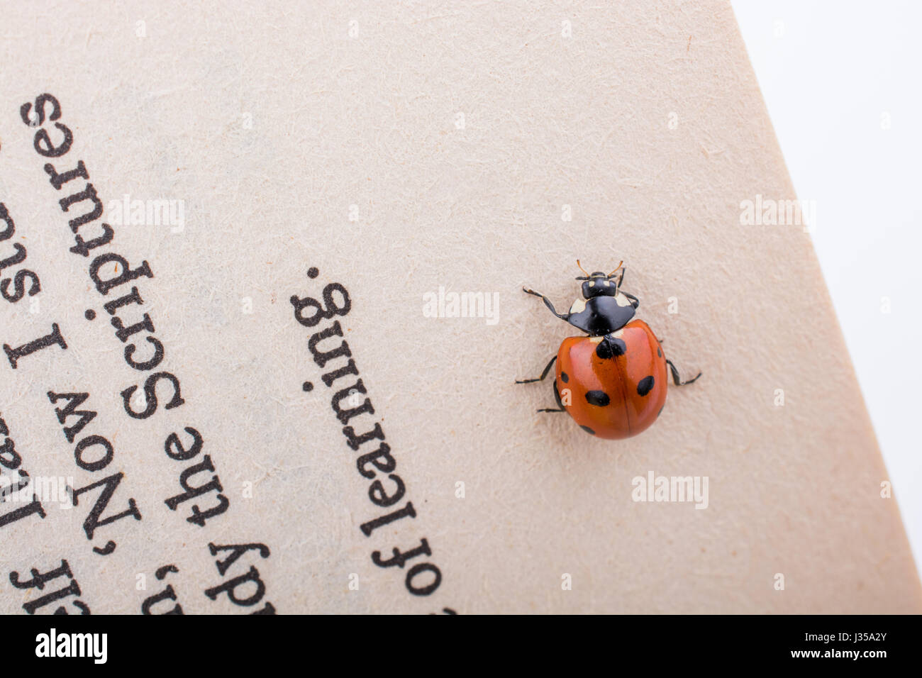 Beautiful photo of red ladybug walking on a book page Stock Photo - Alamy
