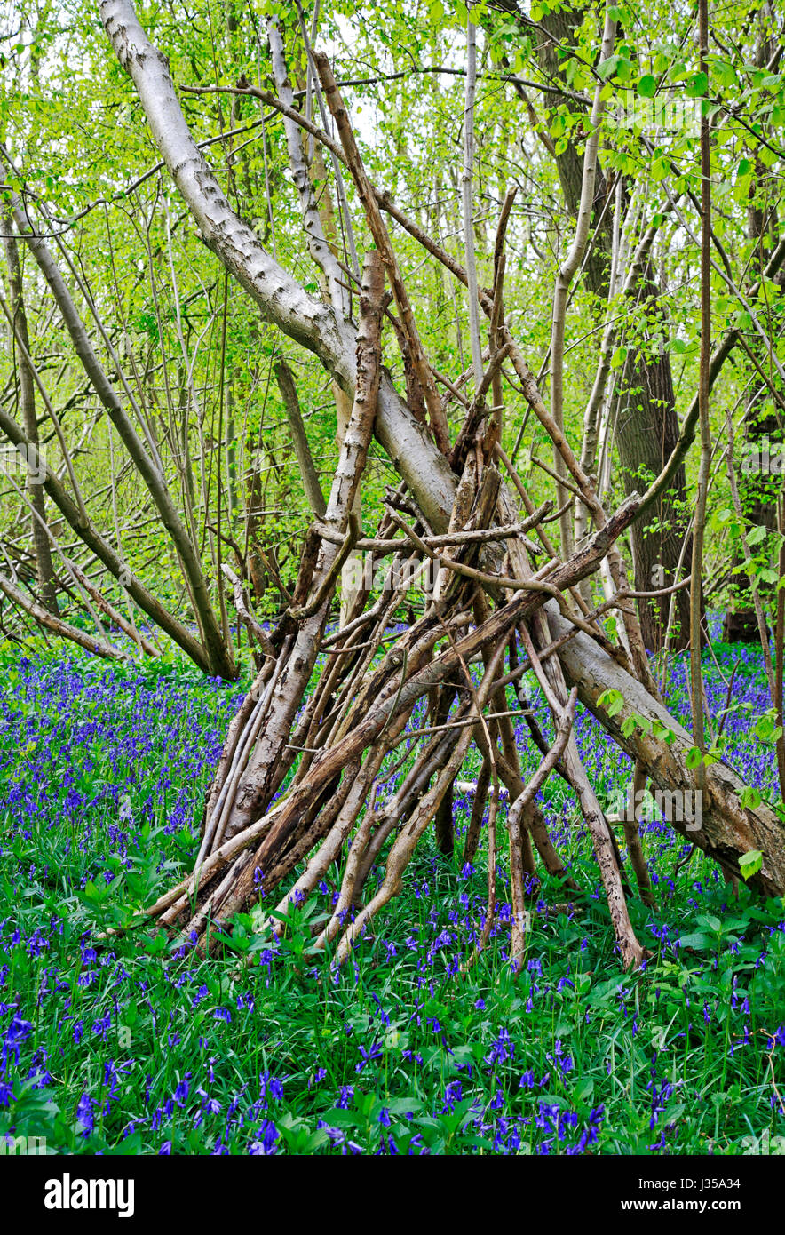 A stacked bundle of brushwood among bluebells in ancient woodland at ...