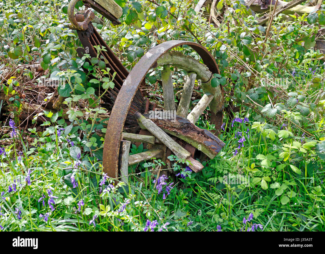 An old cartwheel resting in undergrowth in ancient woodland at Foxley ...