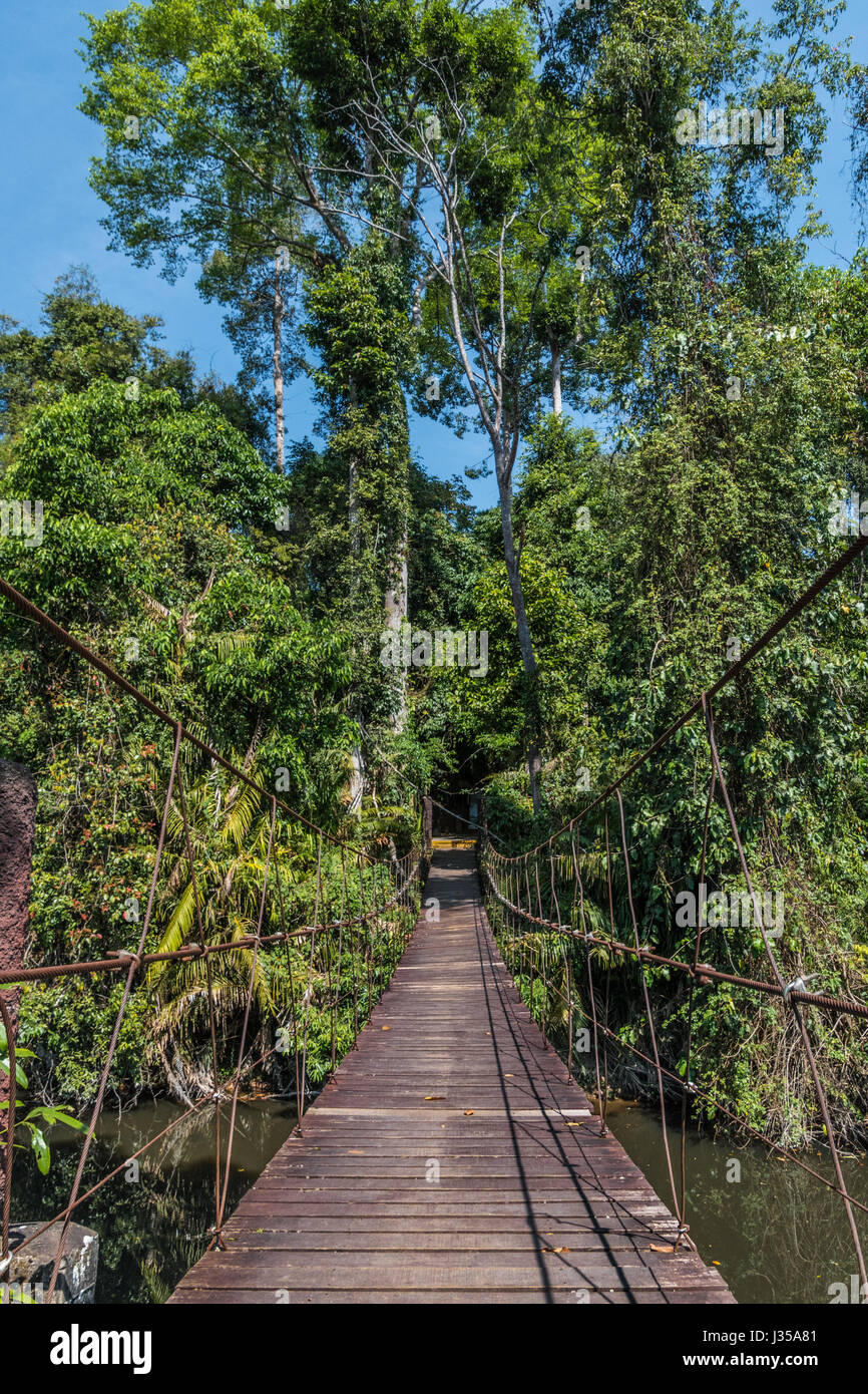 Wooden suspension bridge leading in tropical jungle Stock Photo - Alamy