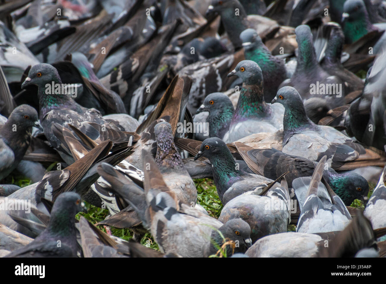 Pigeons bird doves walking park hi-res stock photography and images - Alamy