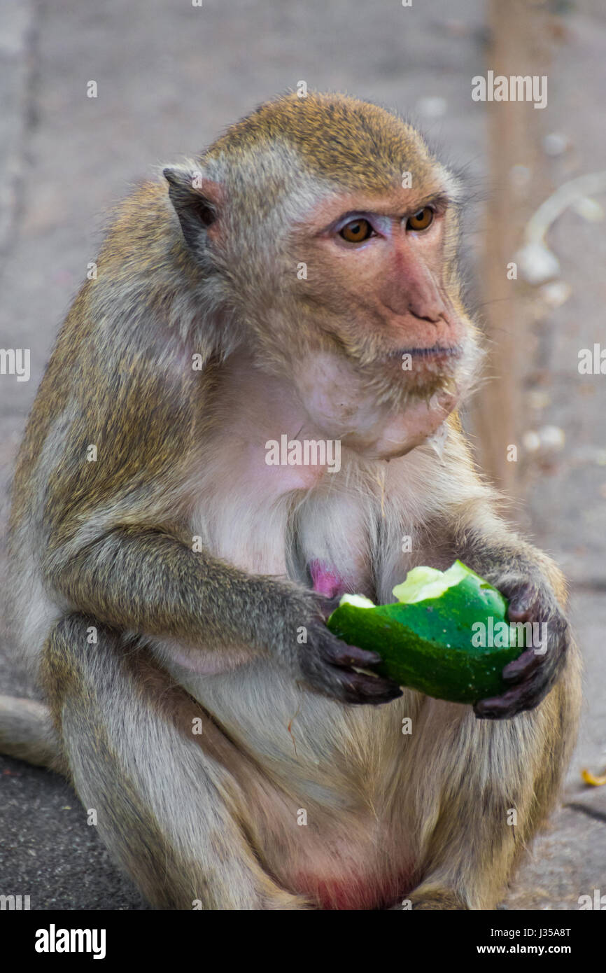 Macaque monkey ape eating green cucumber on street Stock Photo - Alamy