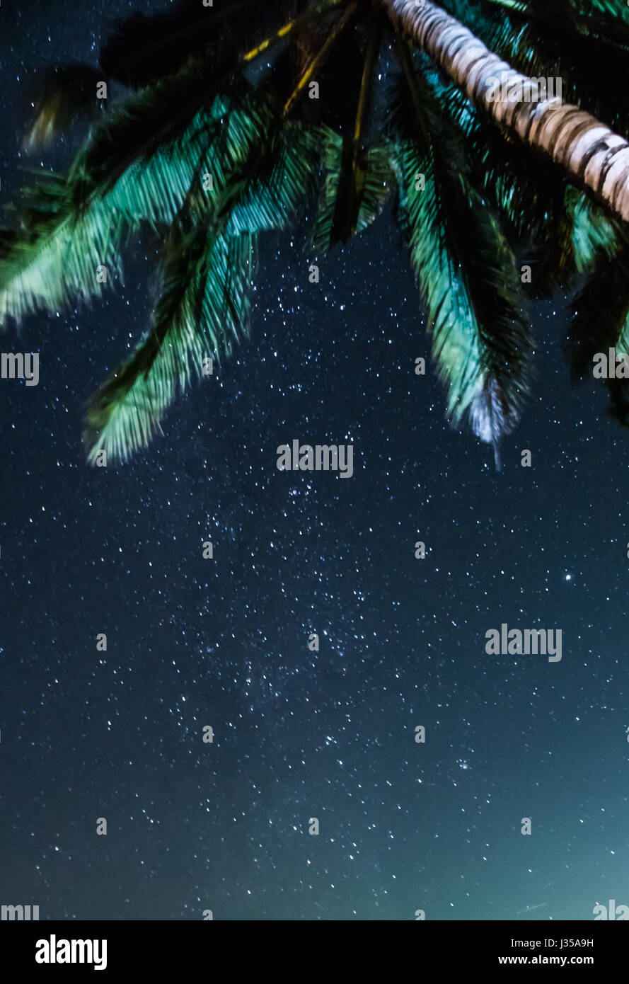 Night sky view under coconut palm stars milky way Stock Photo - Alamy