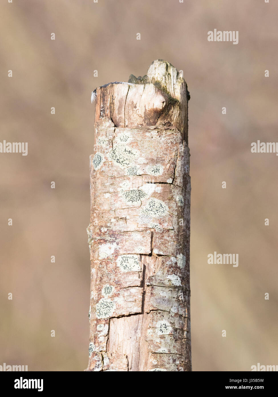 Dying tree in nature, selective focus, winter Stock Photo - Alamy