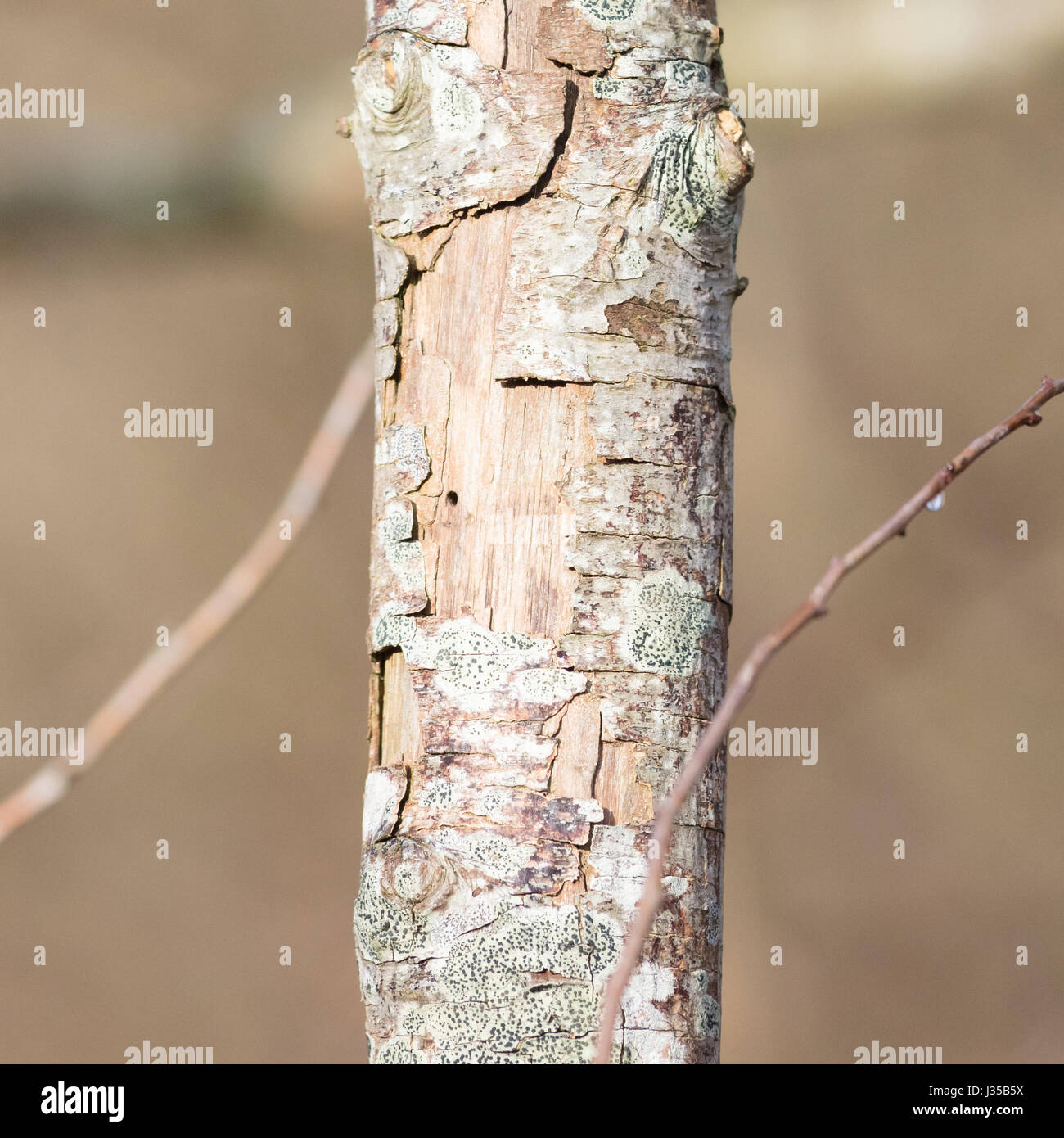 Dying tree in nature, selective focus, winter Stock Photo - Alamy