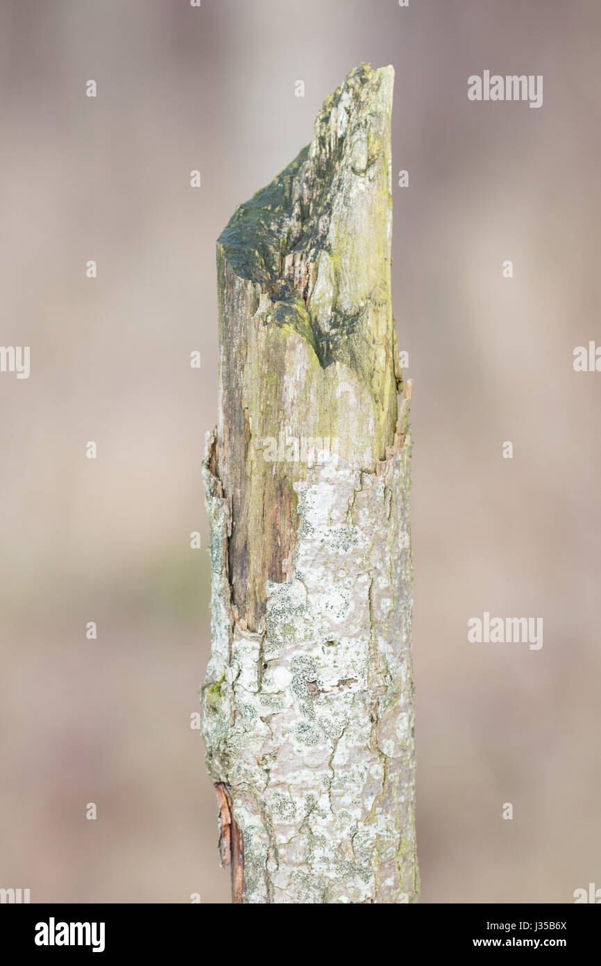 Dying tree in nature, selective focus, winter Stock Photo - Alamy