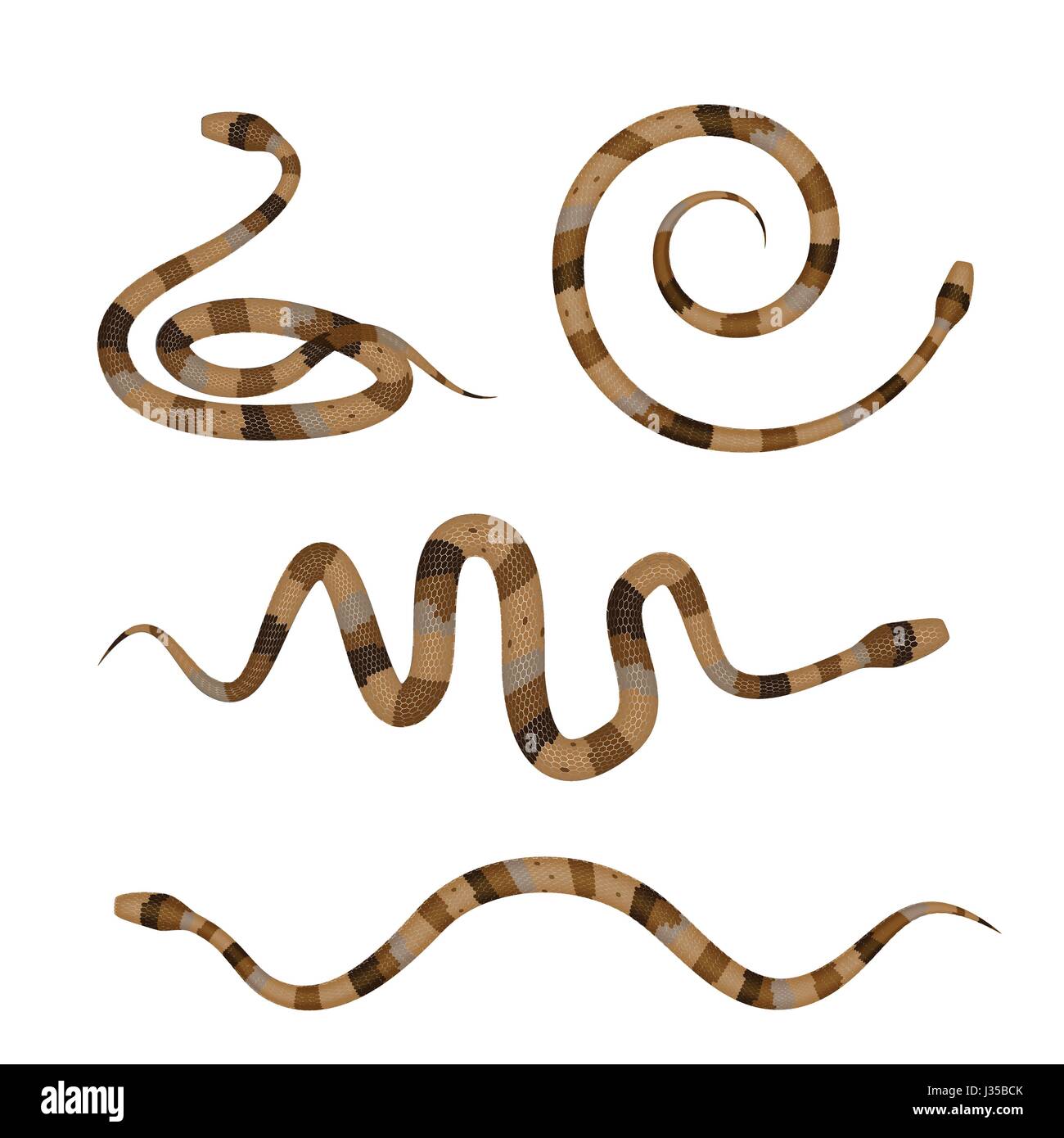 Anaconda vector vectors High Resolution Stock Photography and Images ...