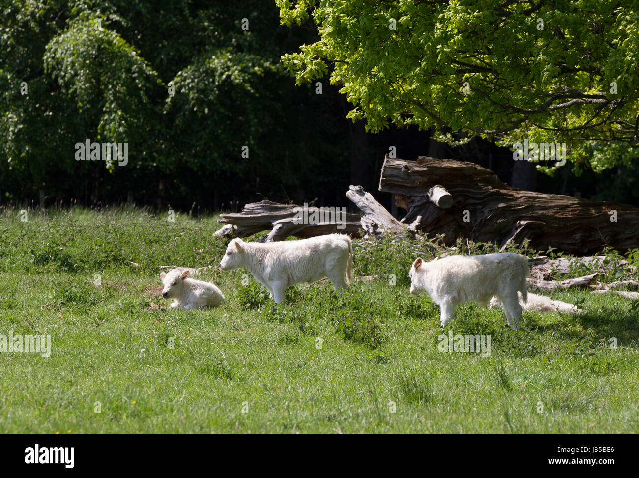Chillingham Wild White Cattle, Calves resting under trees. Chillingham ...