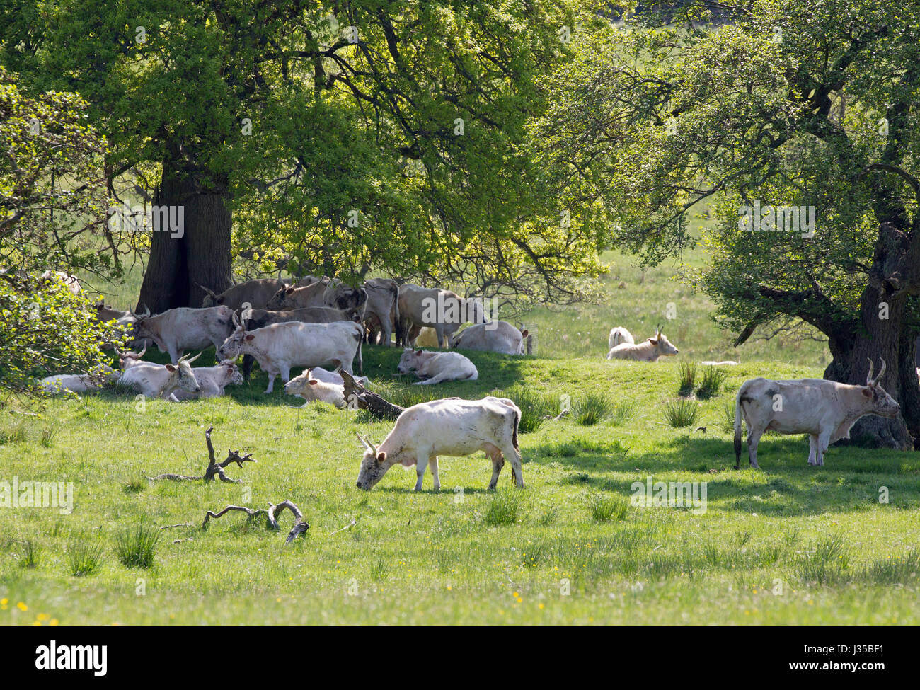 Chillingham wild cattle hi-res stock photography and images - Alamy
