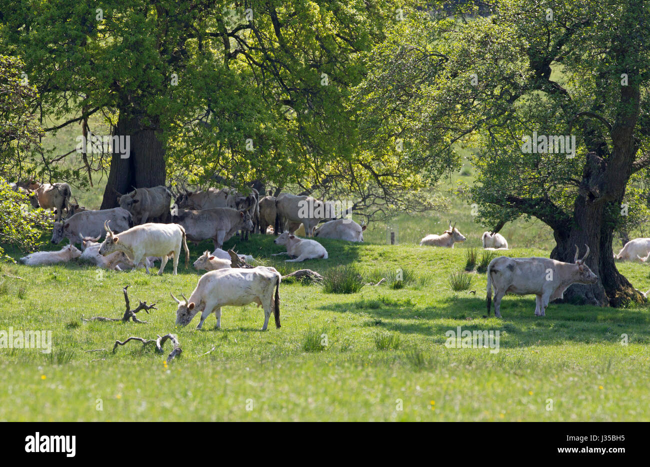 Chillingham wild cattle hi-res stock photography and images - Alamy