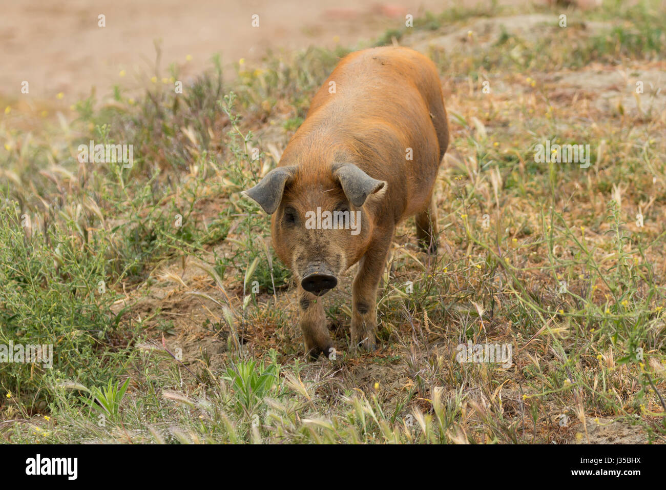 Iberian pigs grazing in the Extremadura landscape in Spain Stock Photo ...
