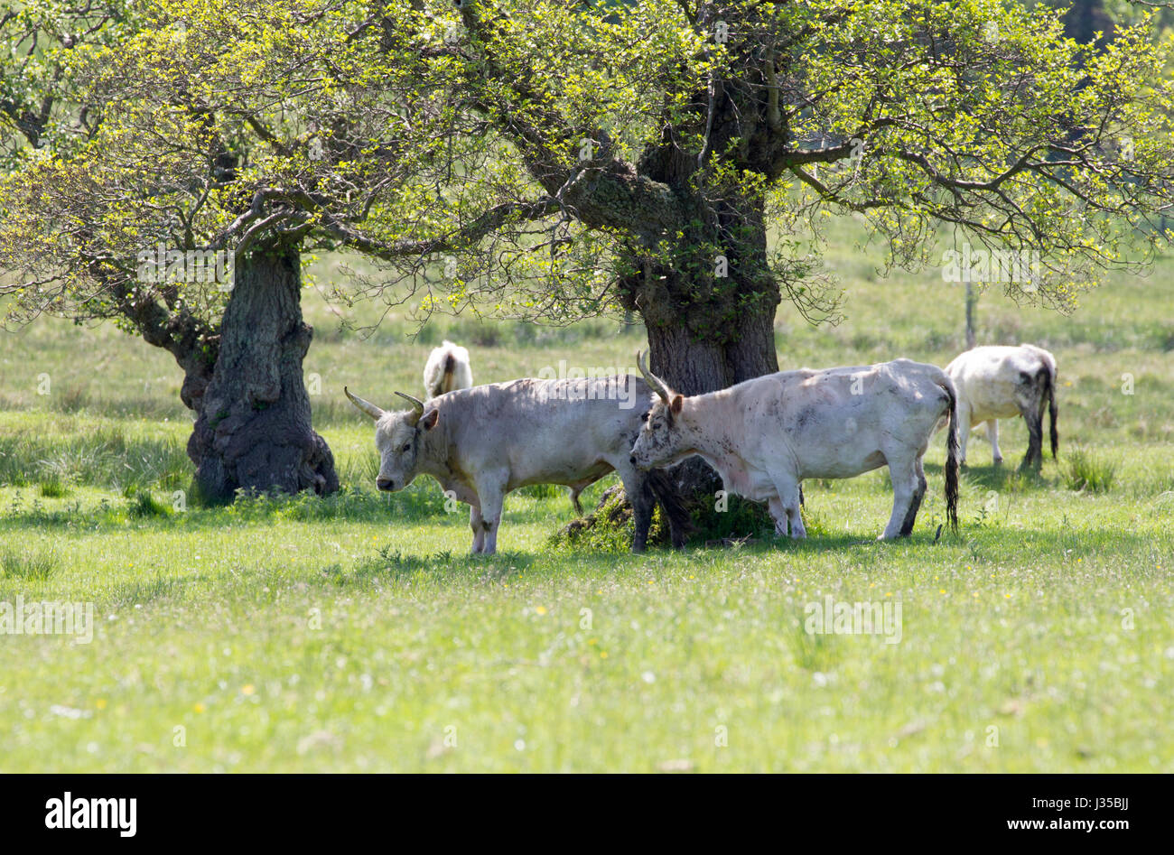 Chillingham Wild White Cattle, single adult male and female standing ...