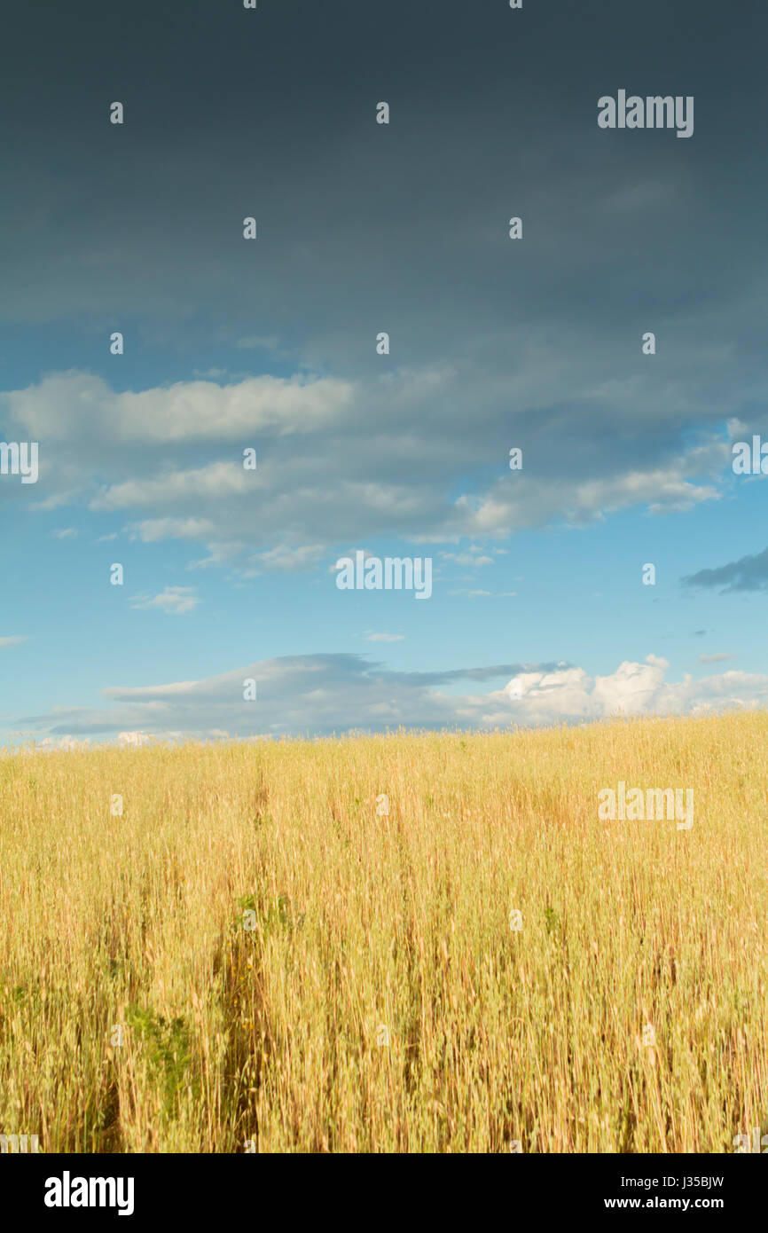 Beautiful wheat field with a blue sky and clouds Stock Photo - Alamy