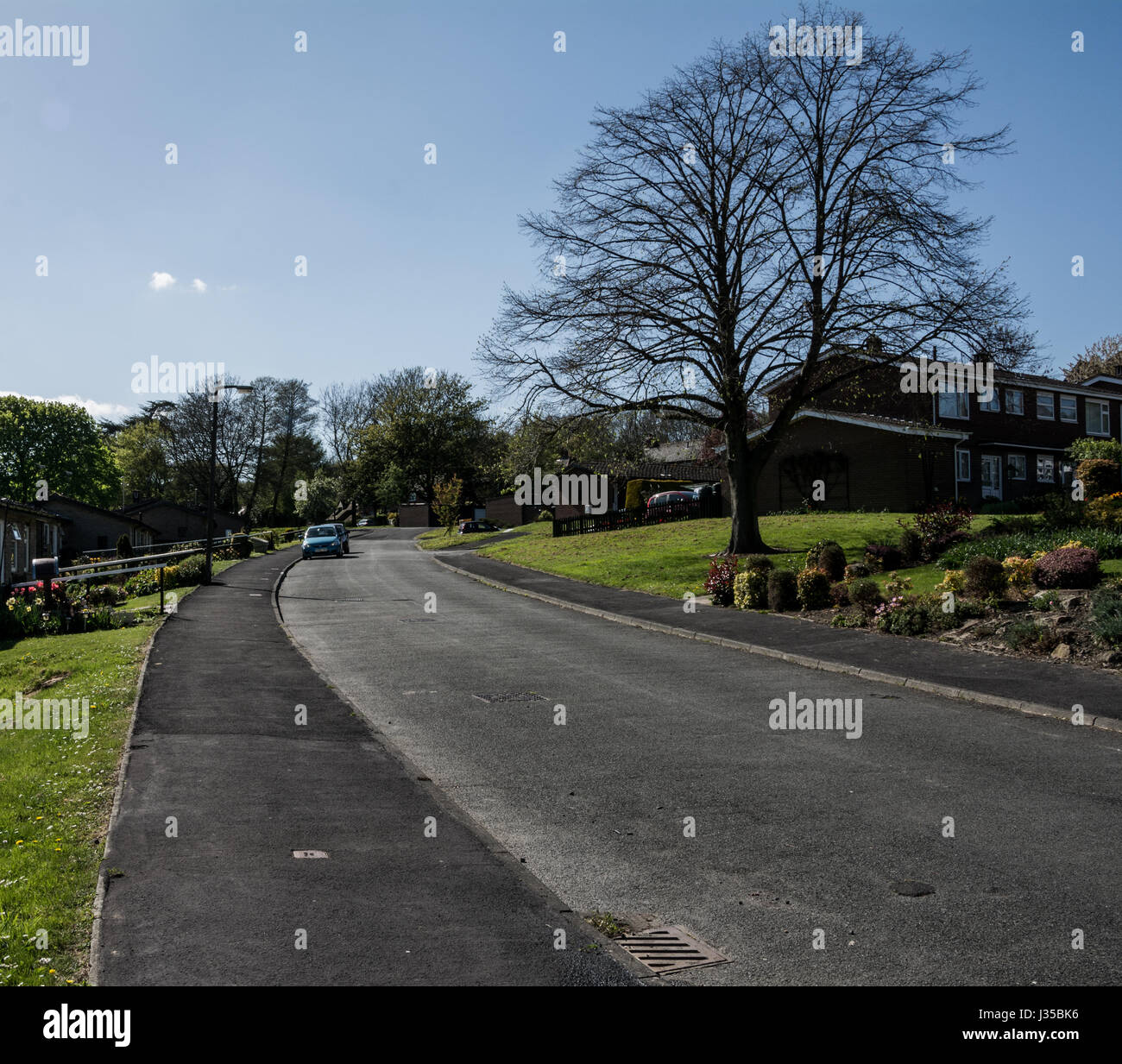 Suburban street tree hi-res stock photography and images - Alamy