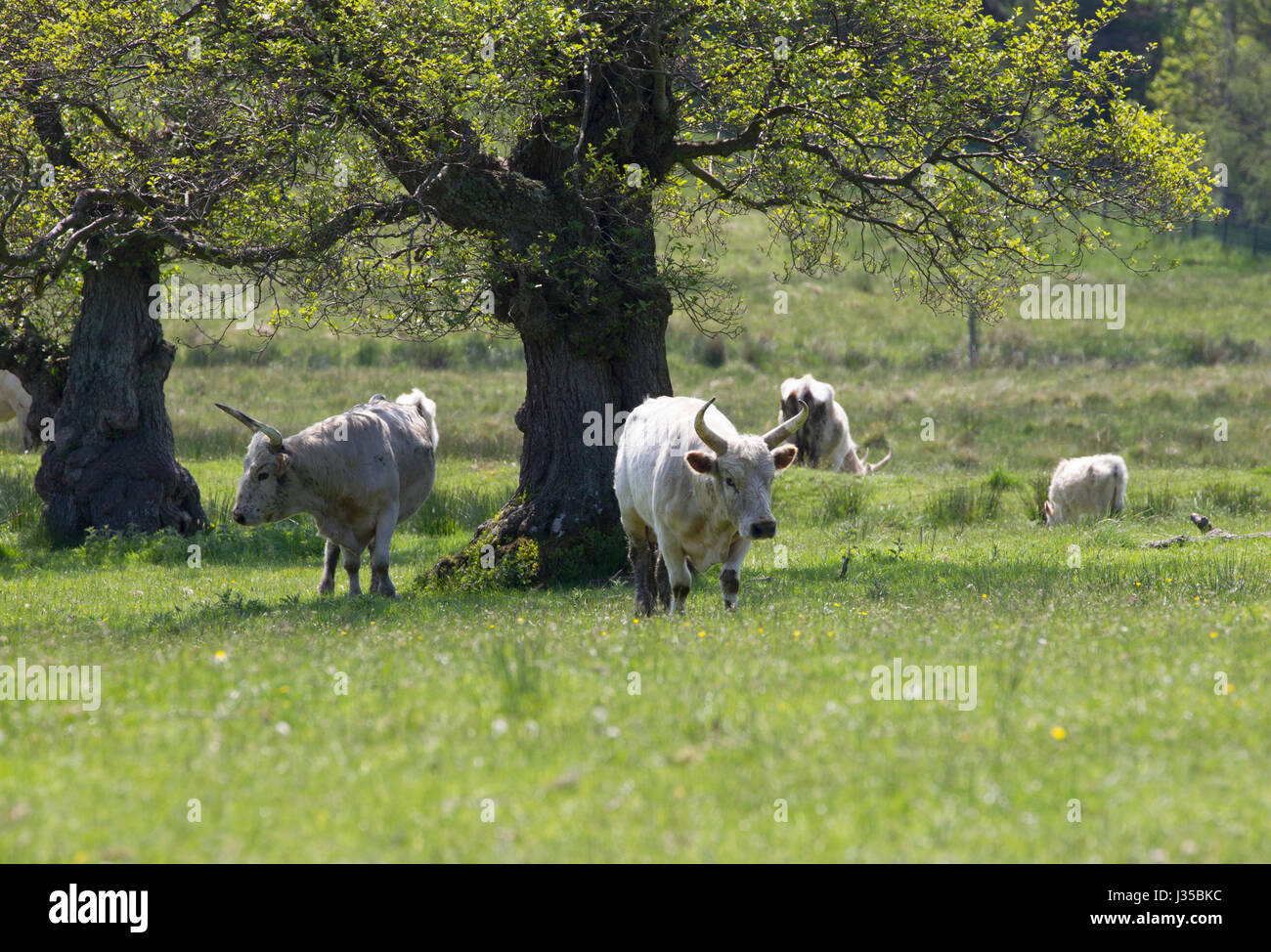 Chillingham Wild White Cattle, single adult male and female standing ...