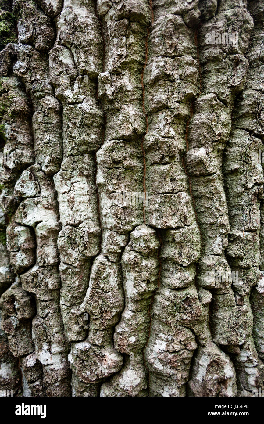 Gray oak texture hi-res stock photography and images - Alamy