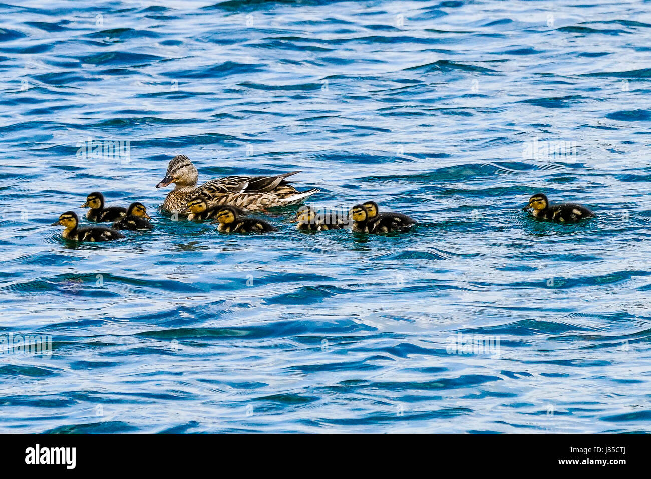 Tuesley Farm, Godalming. 02nd May 2017. Sunny intervals and scattered ...
