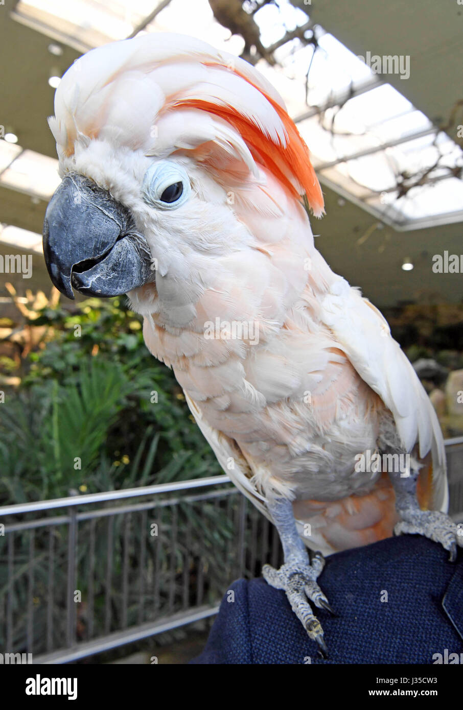 The 25-year-old cockatoo Balu, photographed at the zoo in Karlsruhe ...