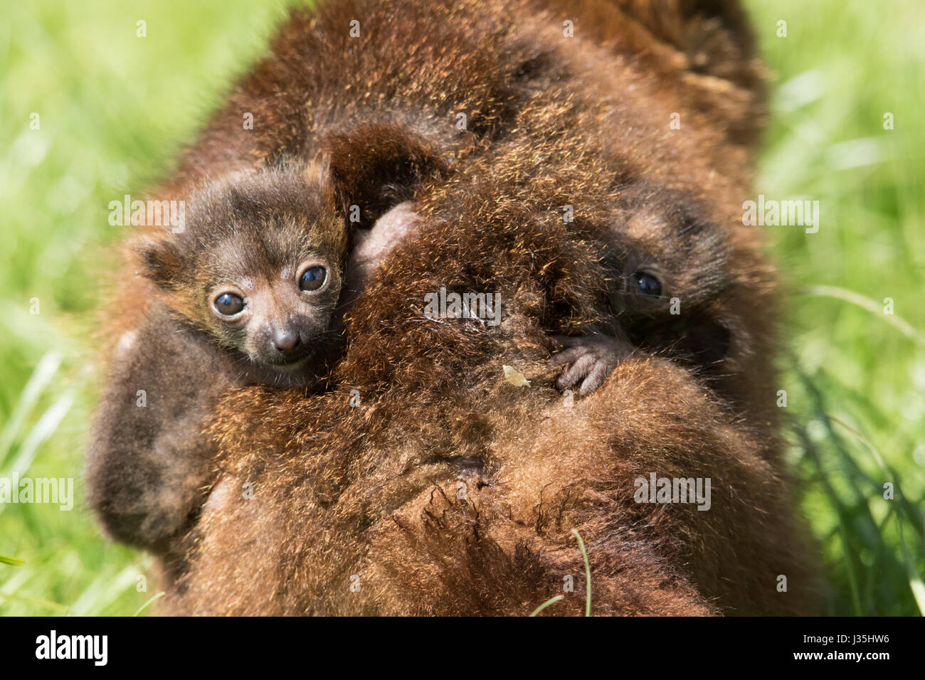 Manor Wildlife Park, St. Florence, Tenby, Pembrokeshire, West Wales, UK ...