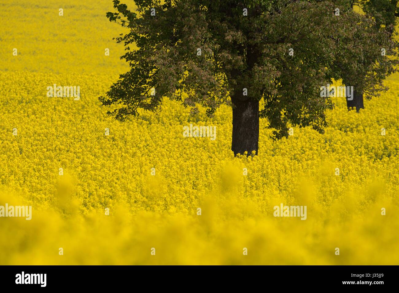 Dresden, Germany. 3rd May, 2017. A field of blooming rapeseed near ...