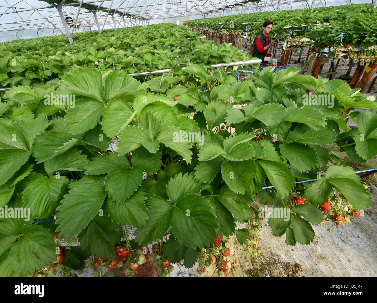 Elsanta hi-res stock photography and images - Alamy