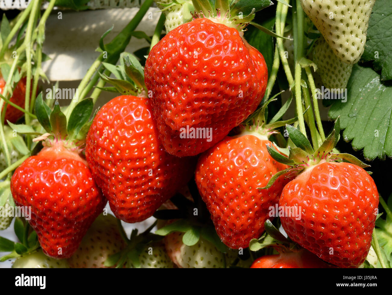 Elsanta hi-res stock photography and images - Alamy