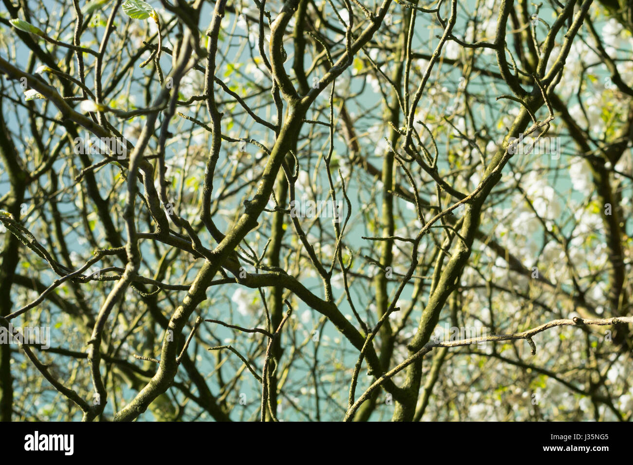 Coatdyke hi-res stock photography and images - Alamy