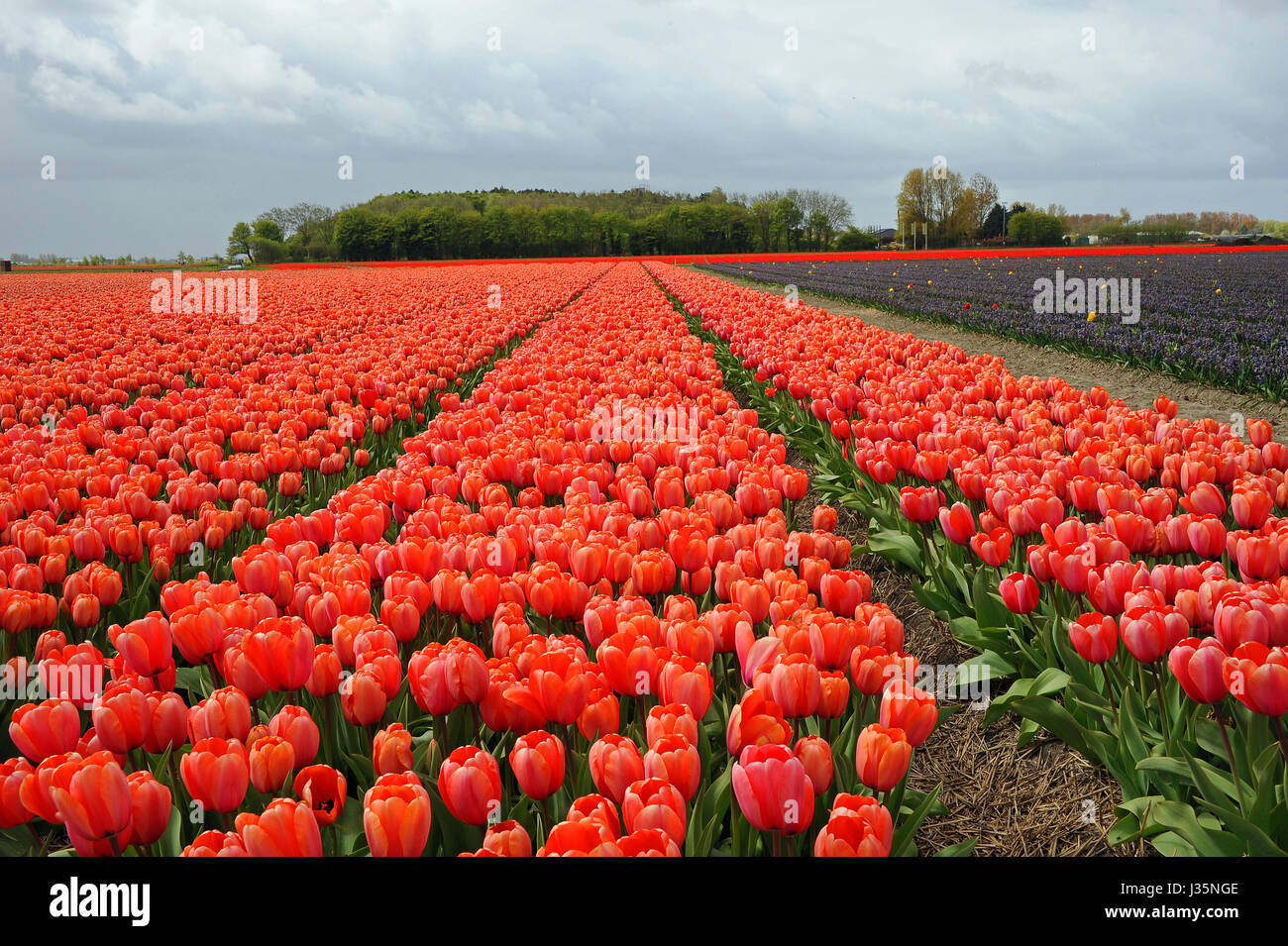 Millions of colourful tulips blooming in all their glory in Noordwijk ...