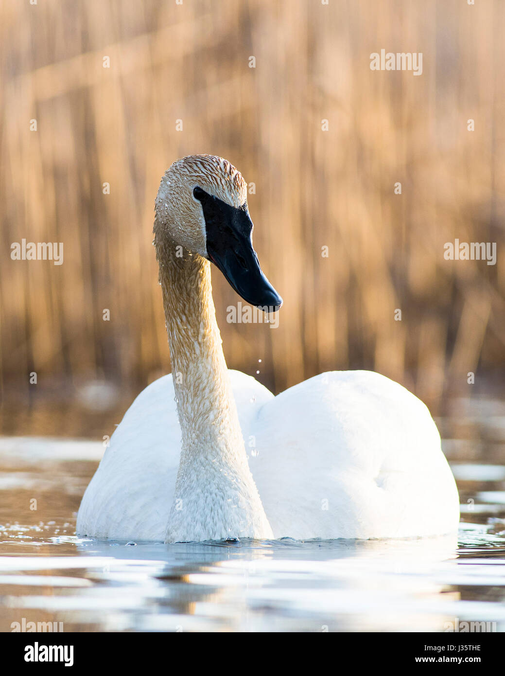 Wild Trumpeter Swans in Minnesota Stock Photo - Alamy