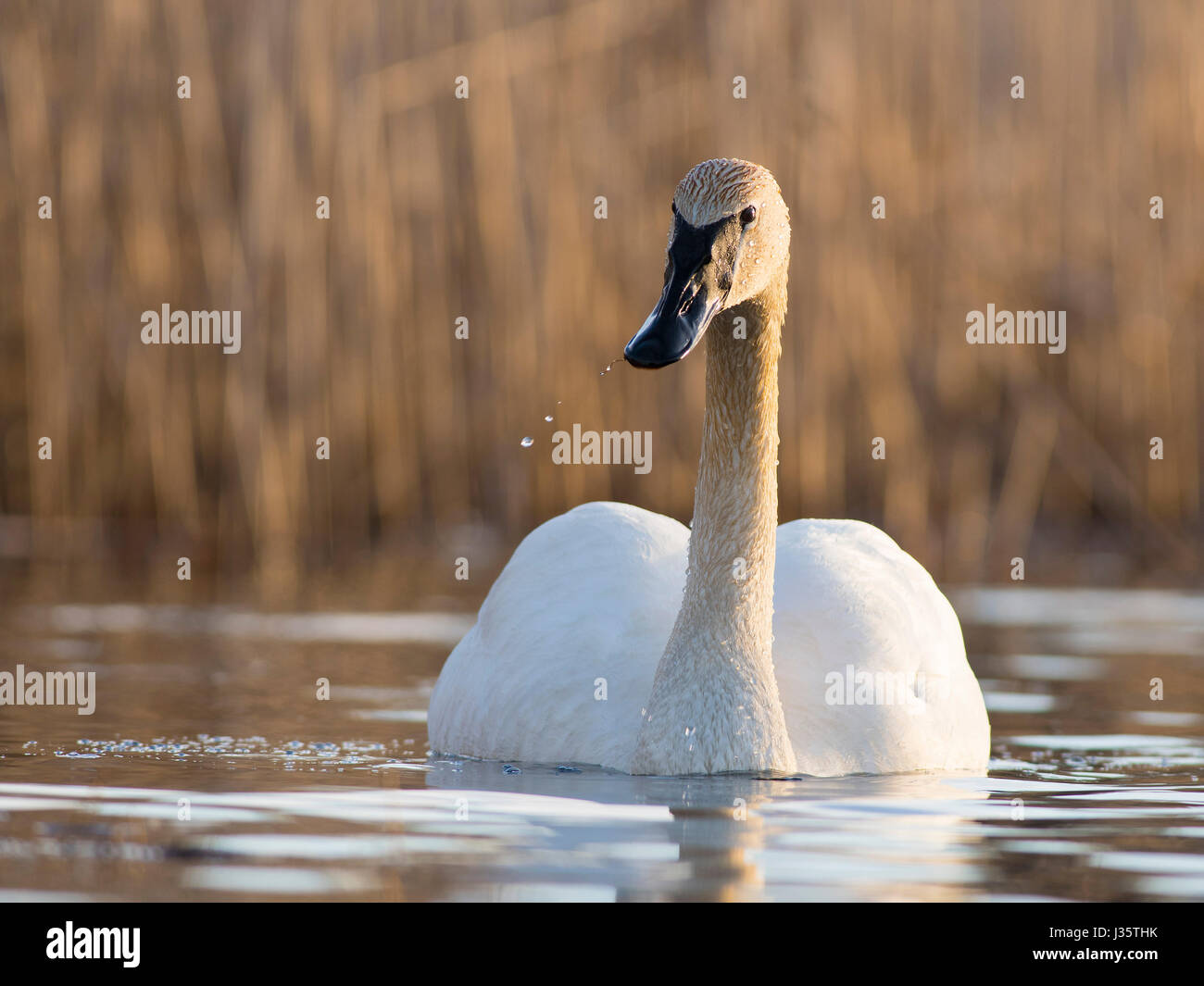 Wild Trumpeter Swans in Minnesota Stock Photo - Alamy
