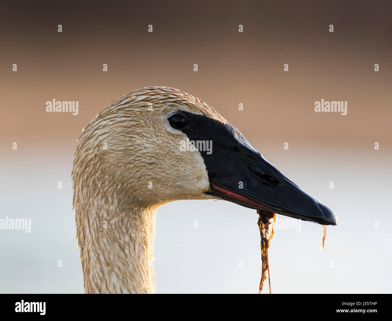 Wild Trumpeter Swans in Minnesota Stock Photo - Alamy