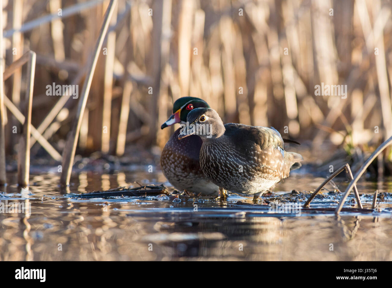 Pair of Wood Ducks in the spring Stock Photo - Alamy