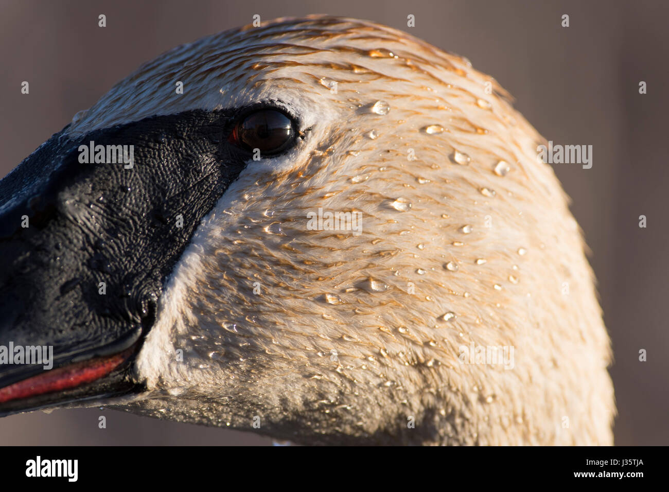 Wild Trumpeter Swans in Minnesota Stock Photo - Alamy