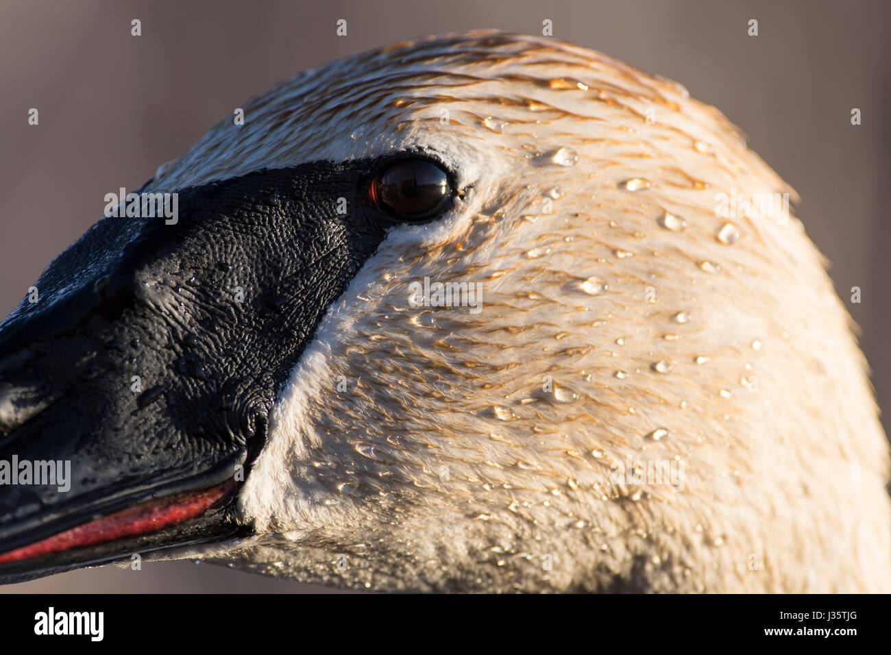 Wild Trumpeter Swans in Minnesota Stock Photo - Alamy