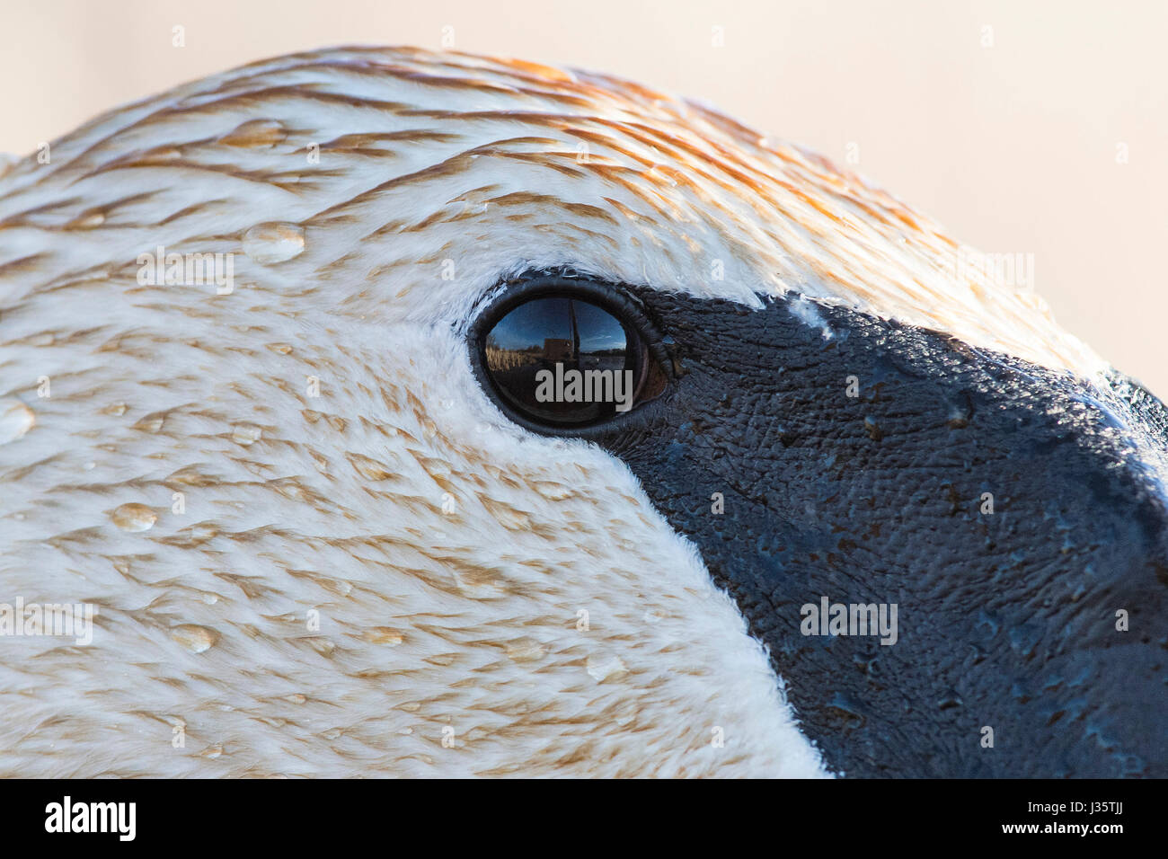 Wild Trumpeter Swans in Minnesota Stock Photo - Alamy