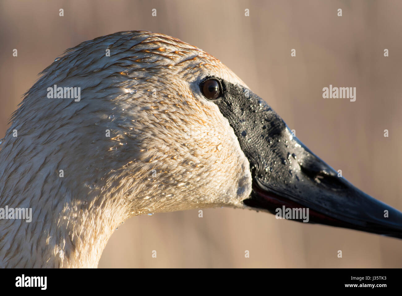 Wild Trumpeter Swans in Minnesota Stock Photo - Alamy