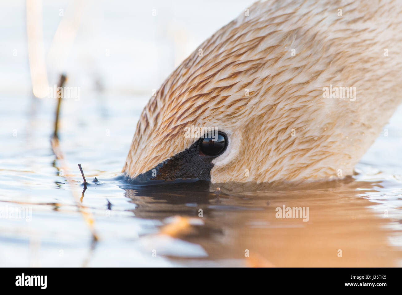 Wild Trumpeter Swans in Minnesota Stock Photo - Alamy