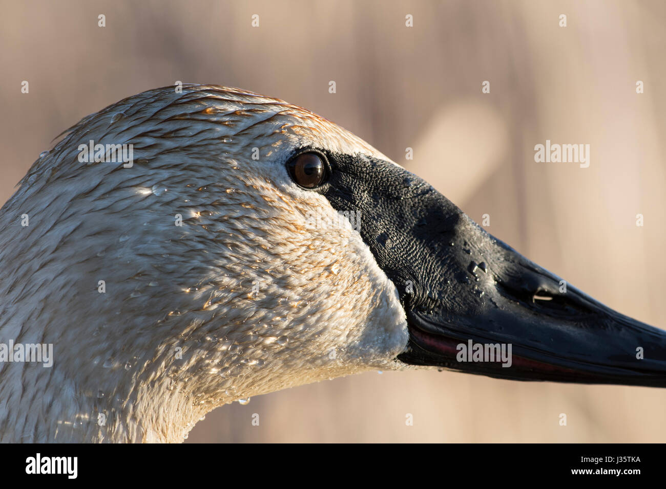 Wild Trumpeter Swans in Minnesota Stock Photo - Alamy