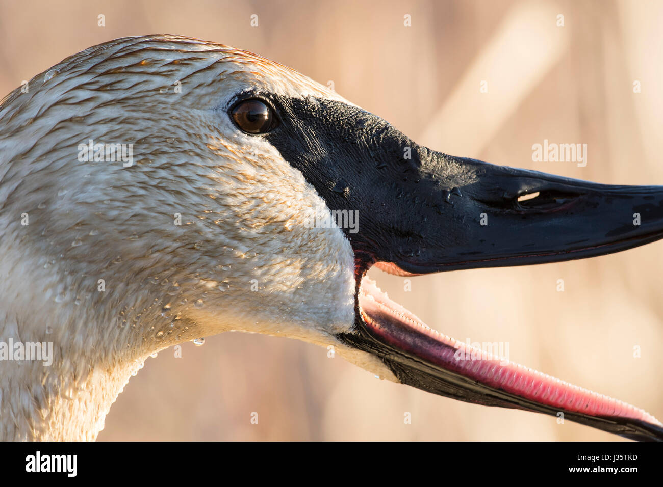 Wild Trumpeter Swans in Minnesota Stock Photo - Alamy