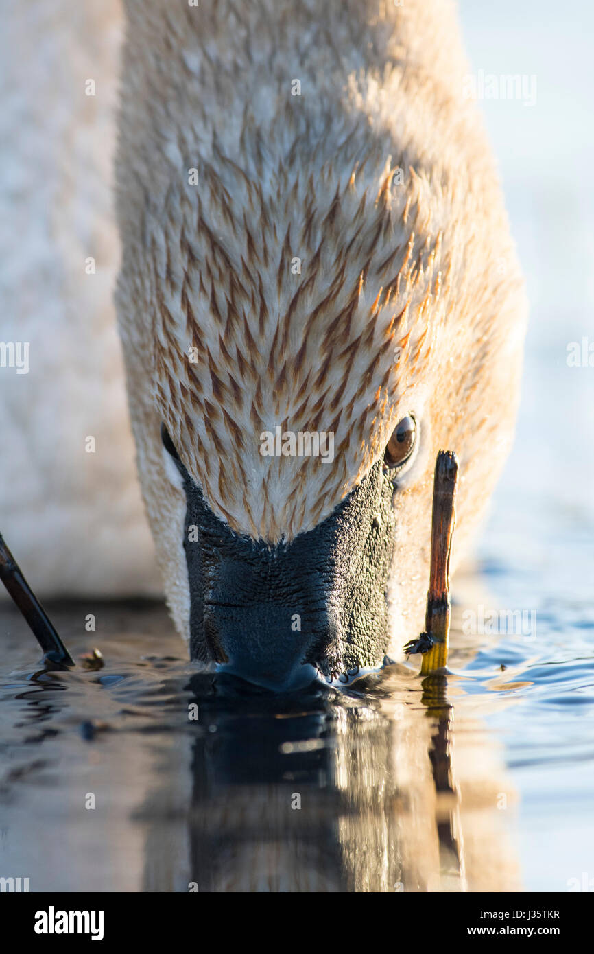 Wild Trumpeter Swans in Minnesota Stock Photo - Alamy