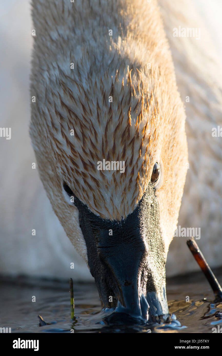 Wild Trumpeter Swans in Minnesota Stock Photo - Alamy